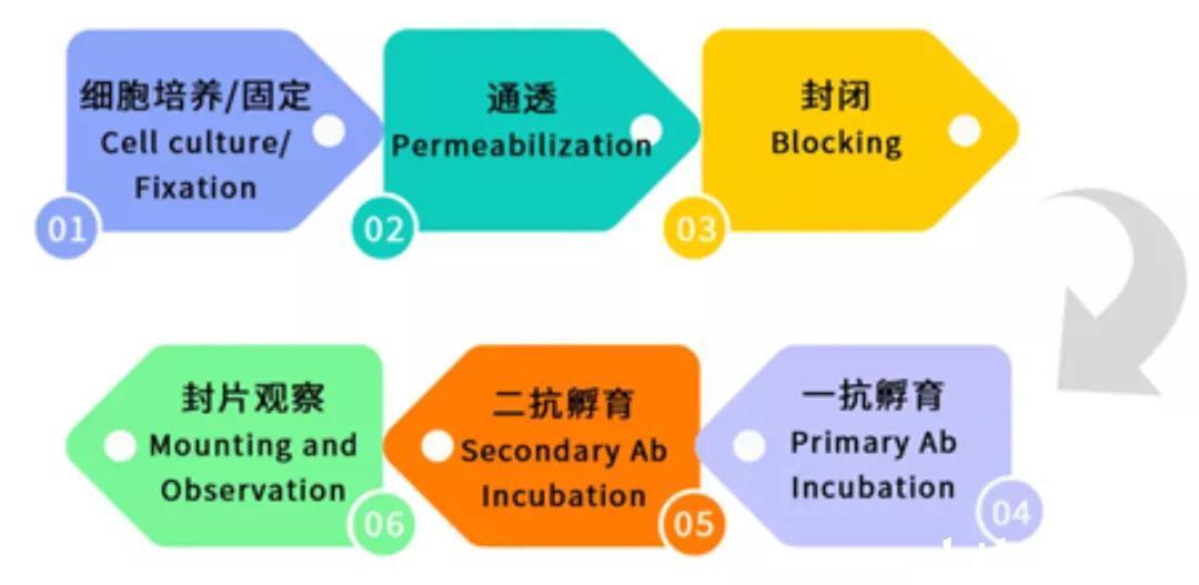 实用protocol（一） | 免疫细胞化学（ICC）实验流程全解析 - 哔哩哔哩