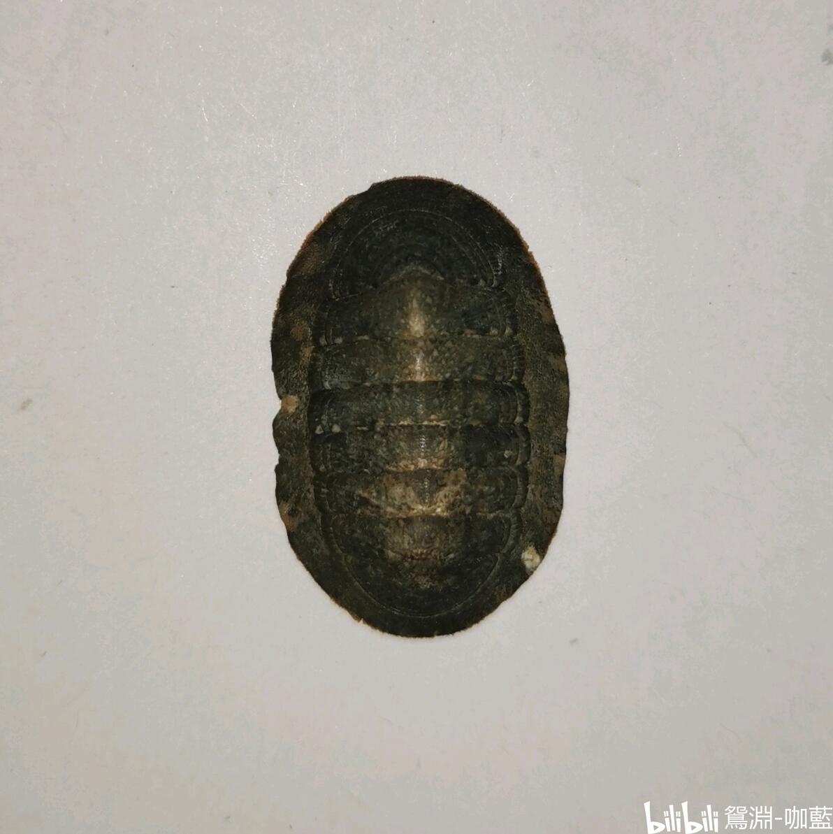 黄海软体动物系列4（大量标本） - 哔哩哔哩