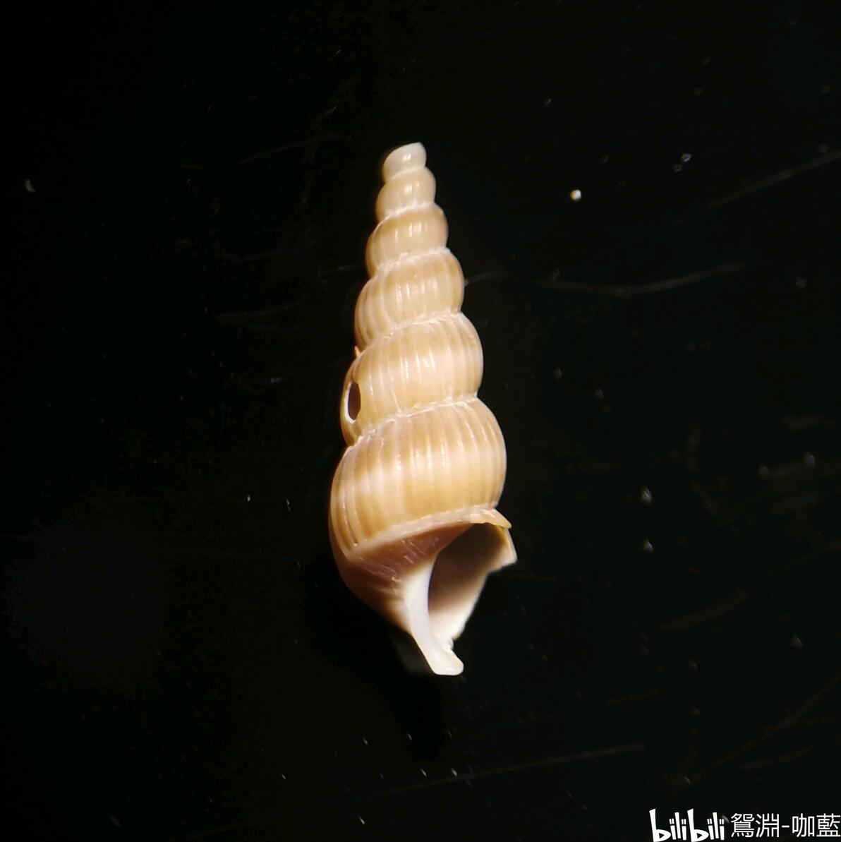 黄海软体动物系列4（大量标本） - 哔哩哔哩