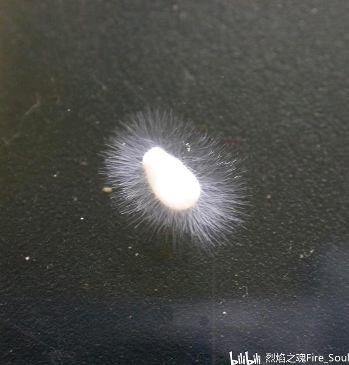 色藻界E02：双环门（Bigyra）和卵菌门（Oomycota） - 哔哩哔哩