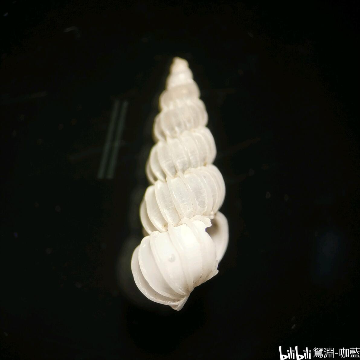 黄海软体动物系列4（大量标本） - 哔哩哔哩