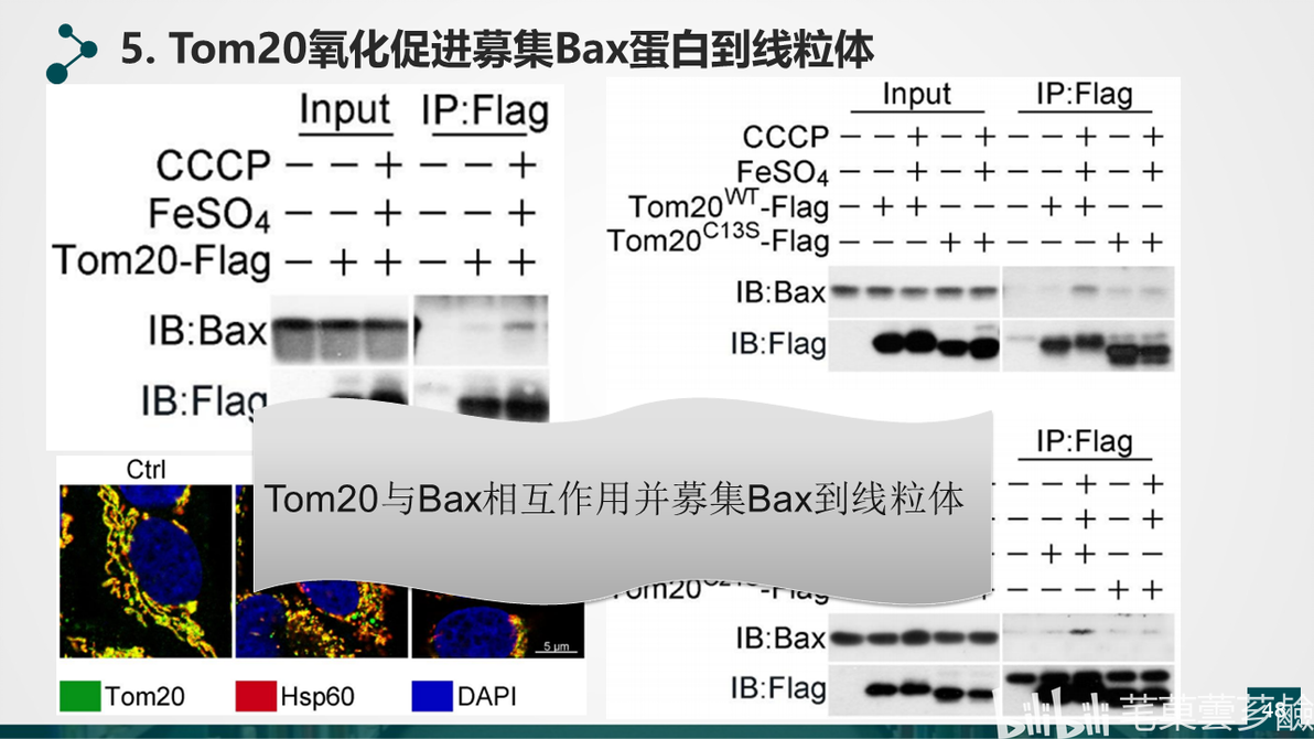 Tom20感知铁激活的ROS信号转导促进黑色素瘤细胞焦亡--- ---焦亡文献学习① - 哔哩哔哩