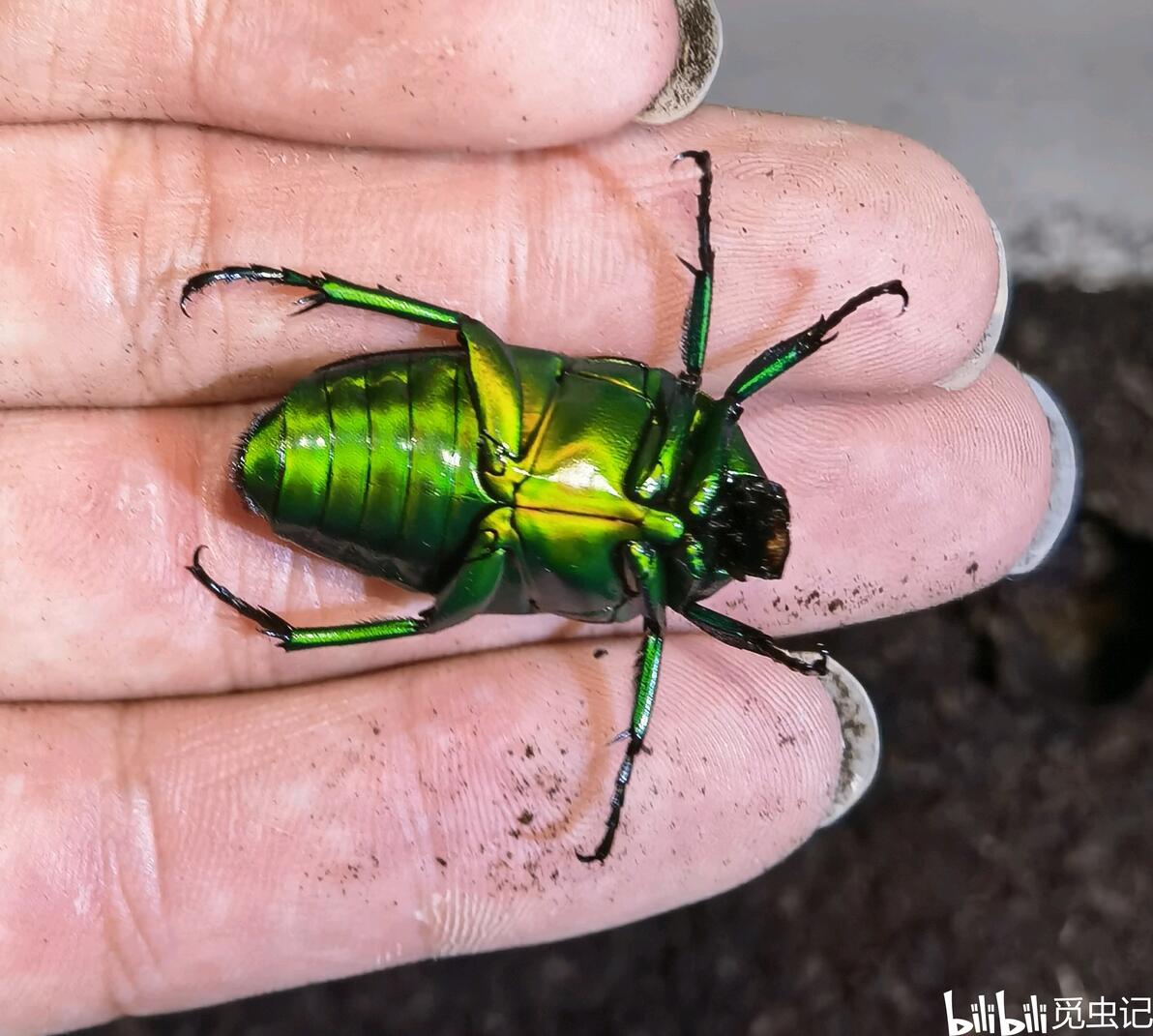 昆明市金龟总科Scarabaeoidea记录2.0 - 哔哩哔哩