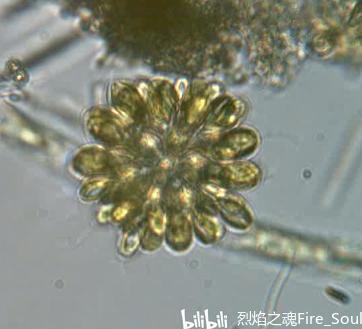 色藻界E04——黄群藻纲（Synurophyceae） - 哔哩哔哩