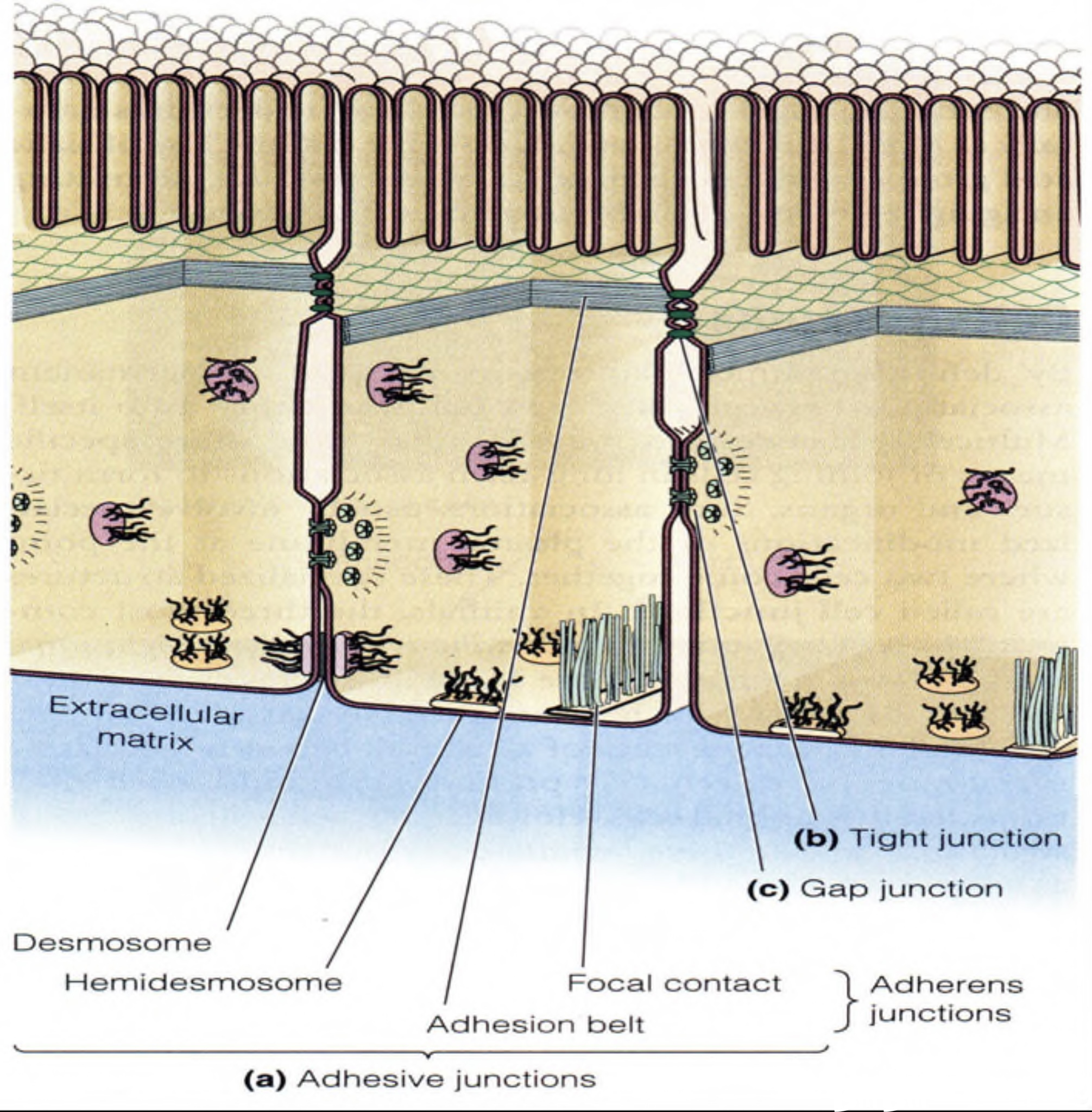 【细生笔记】细胞连接与细胞粘连cell junction & cell adhesion - 哔哩哔哩