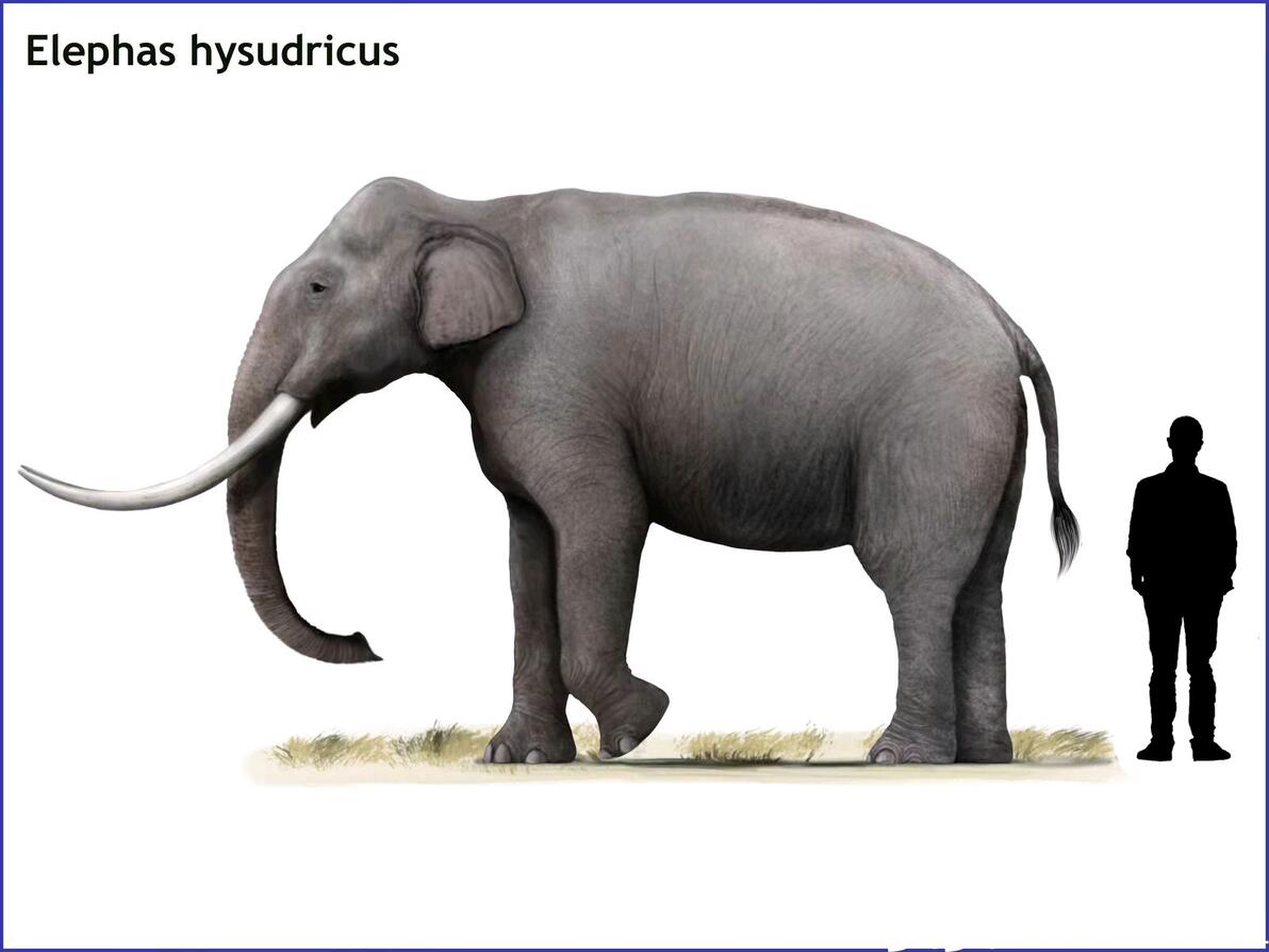 从古至今，所有长鼻目真象科成员简介合集（四）:非洲象属与亚洲象属 - 哔哩哔哩