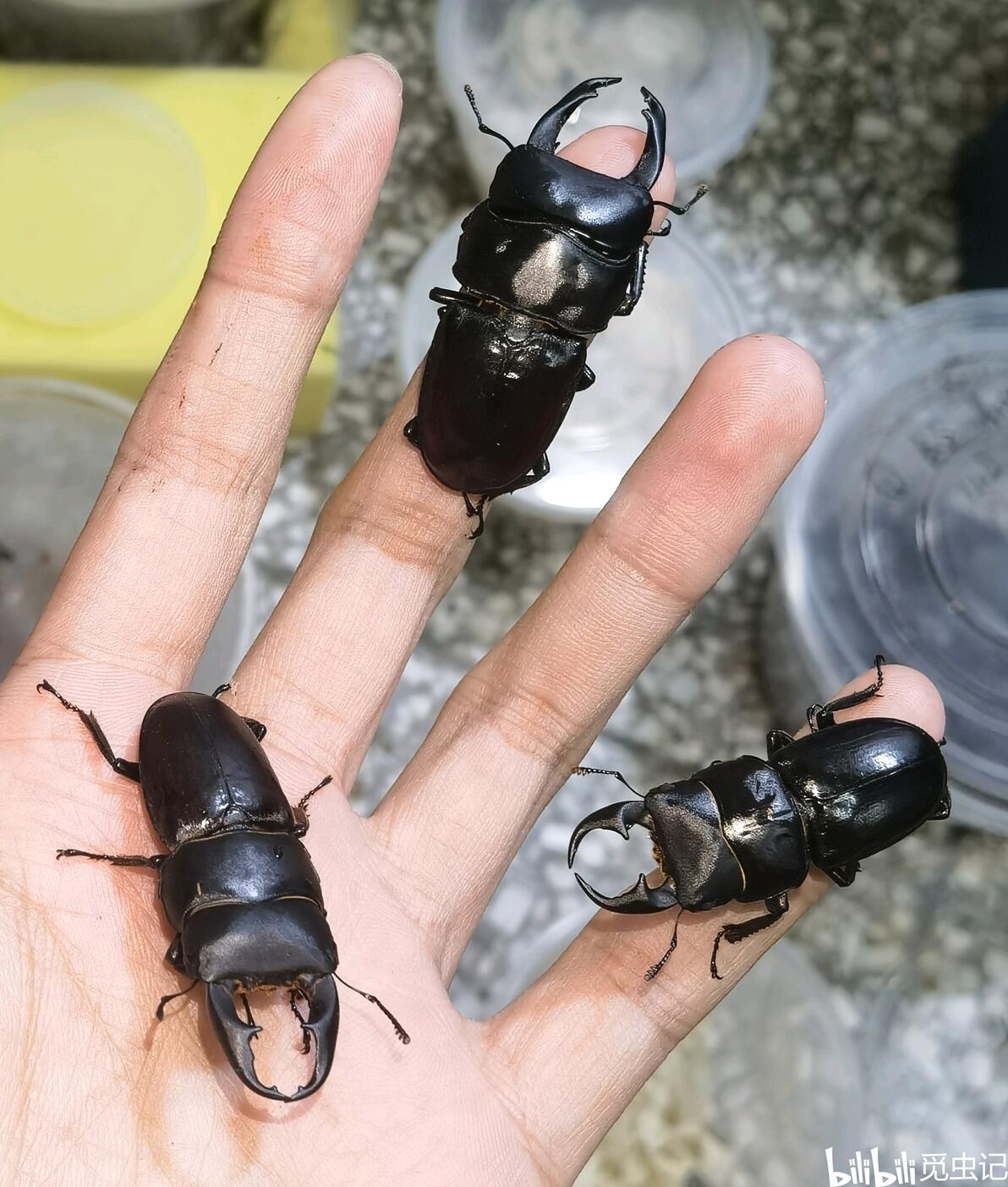 昆明市金龟总科Scarabaeoidea记录2.0 - 哔哩哔哩