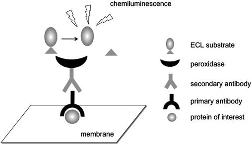 WB (Western Blot) 学习笔记——ECL法 - 哔哩哔哩