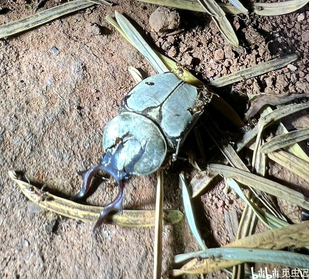 昆明市金龟总科Scarabaeoidea记录2.0 - 哔哩哔哩