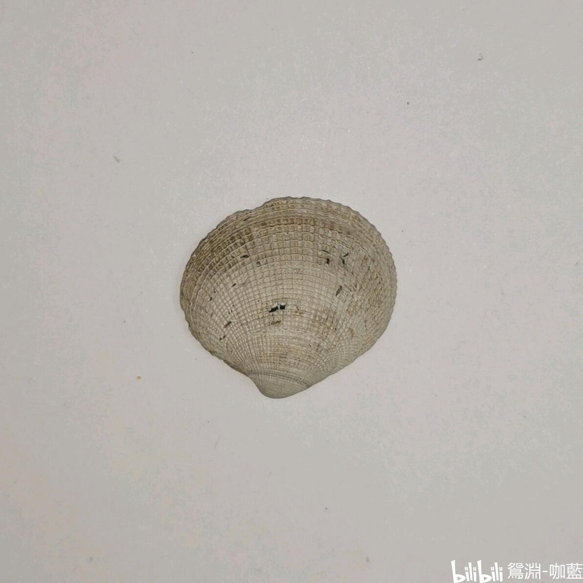 黄海软体动物系列4（大量标本） - 哔哩哔哩