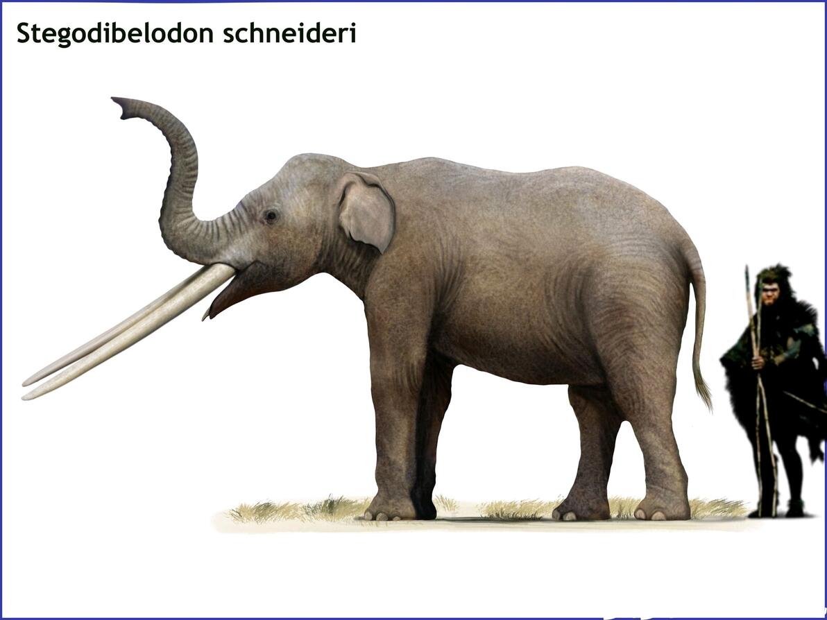 从古至今，所有长鼻目真象科成员简介合集（一）:原始真象类 - 哔哩哔哩