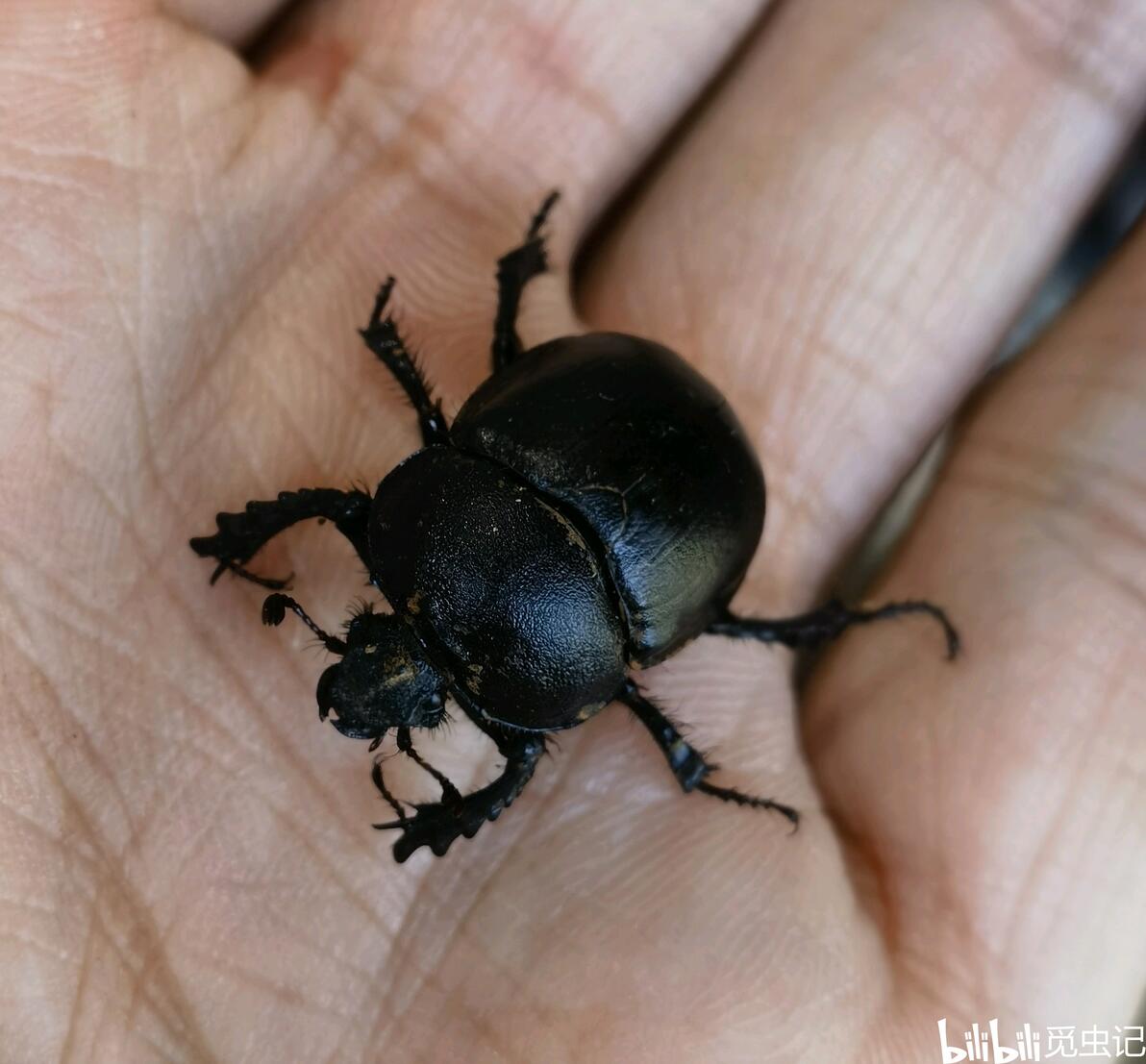 昆明市金龟总科Scarabaeoidea记录2.0 - 哔哩哔哩