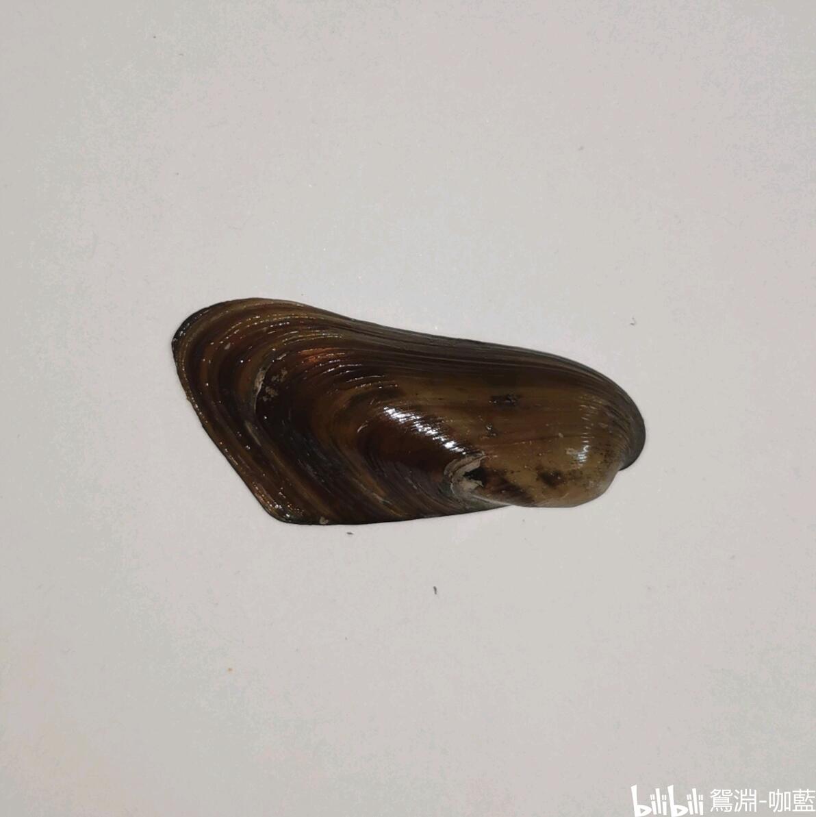 黄海软体动物系列4（大量标本） - 哔哩哔哩