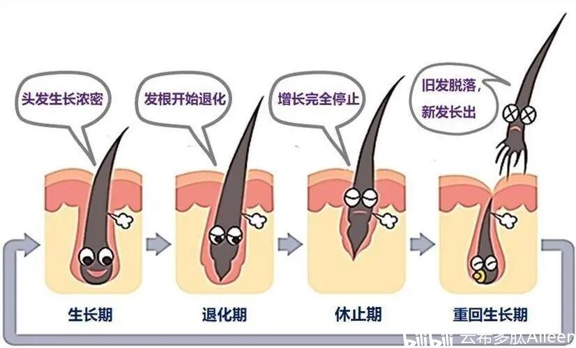 多肽定制合成：PTD-DBM促进头发再生 - 哔哩哔哩