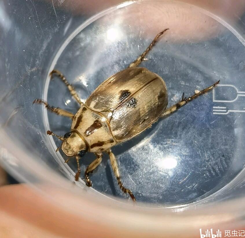 昆明市金龟总科Scarabaeoidea记录2.0 - 哔哩哔哩
