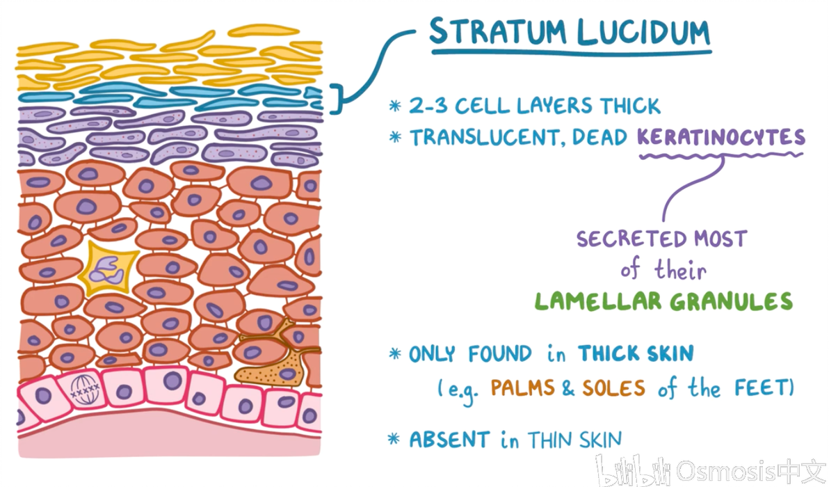 【Osmosis】解剖与生理 之 皮肤 - 哔哩哔哩