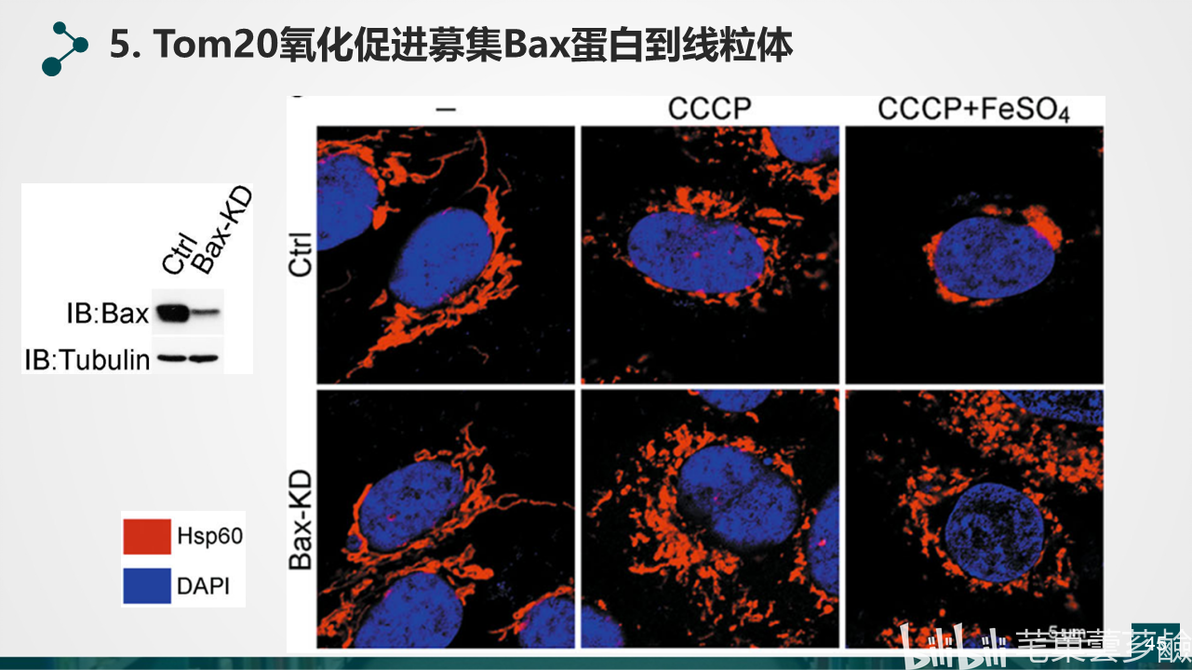 Tom20感知铁激活的ROS信号转导促进黑色素瘤细胞焦亡--- ---焦亡文献学习① - 哔哩哔哩