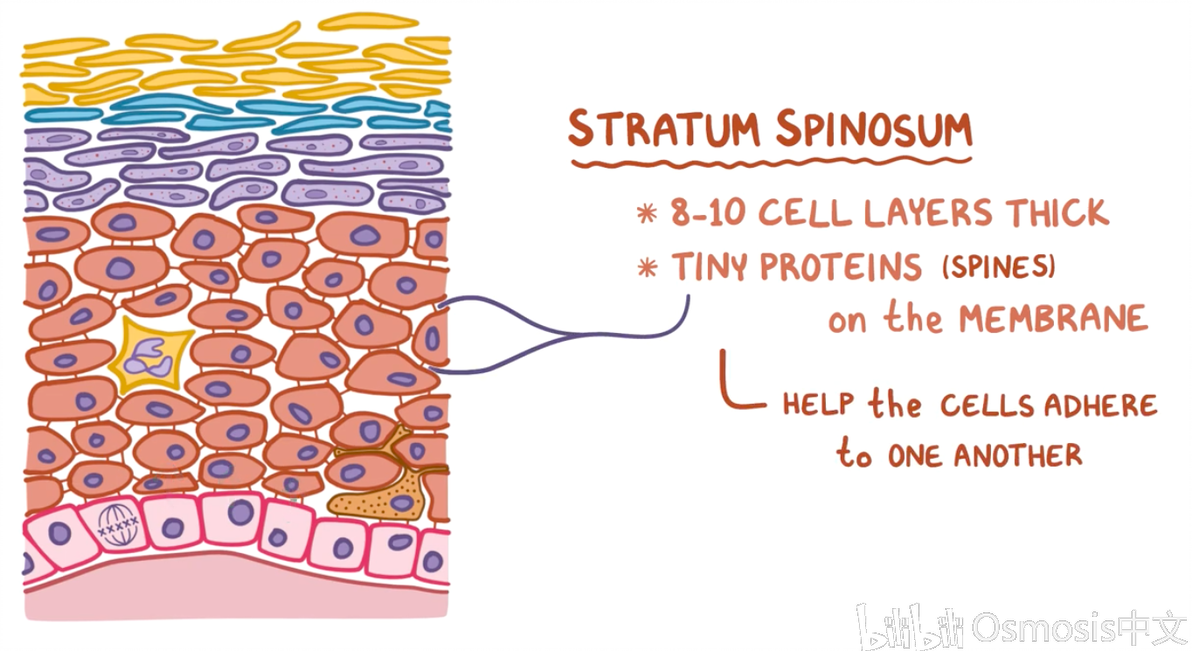 【Osmosis】解剖与生理 之 皮肤 - 哔哩哔哩