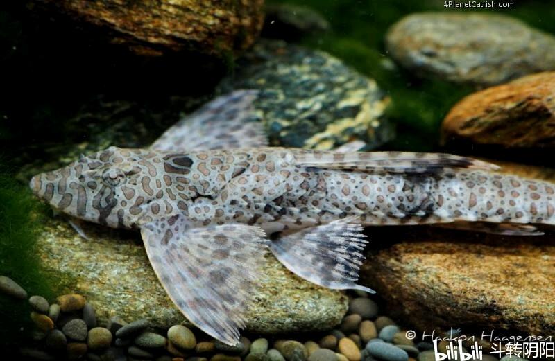 “直升机异型”大合集（2）Rineloricaria篇 - 哔哩哔哩