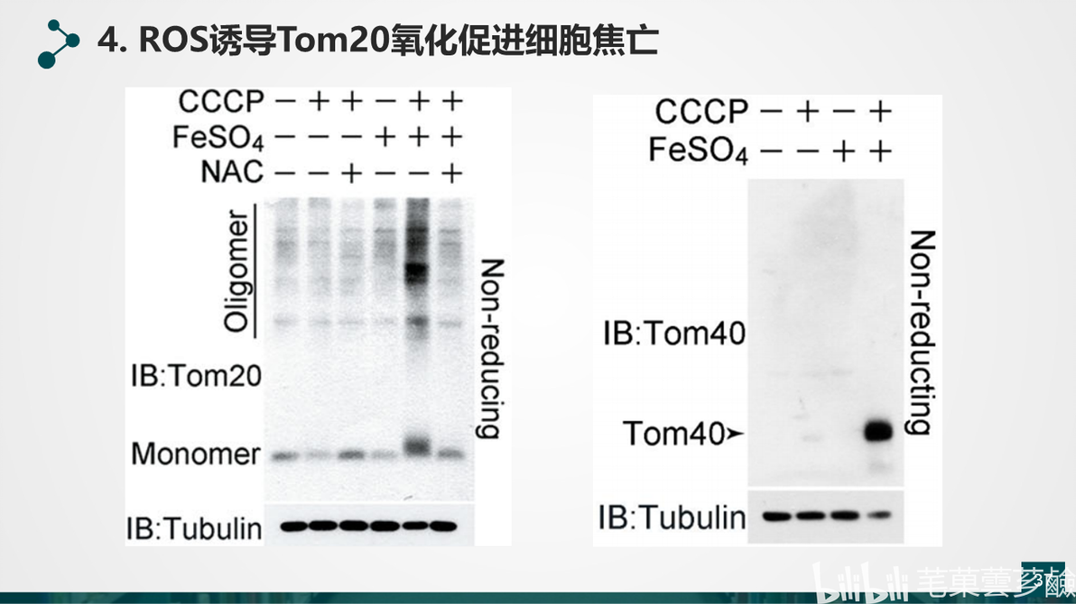 Tom20感知铁激活的ROS信号转导促进黑色素瘤细胞焦亡--- ---焦亡文献学习① - 哔哩哔哩