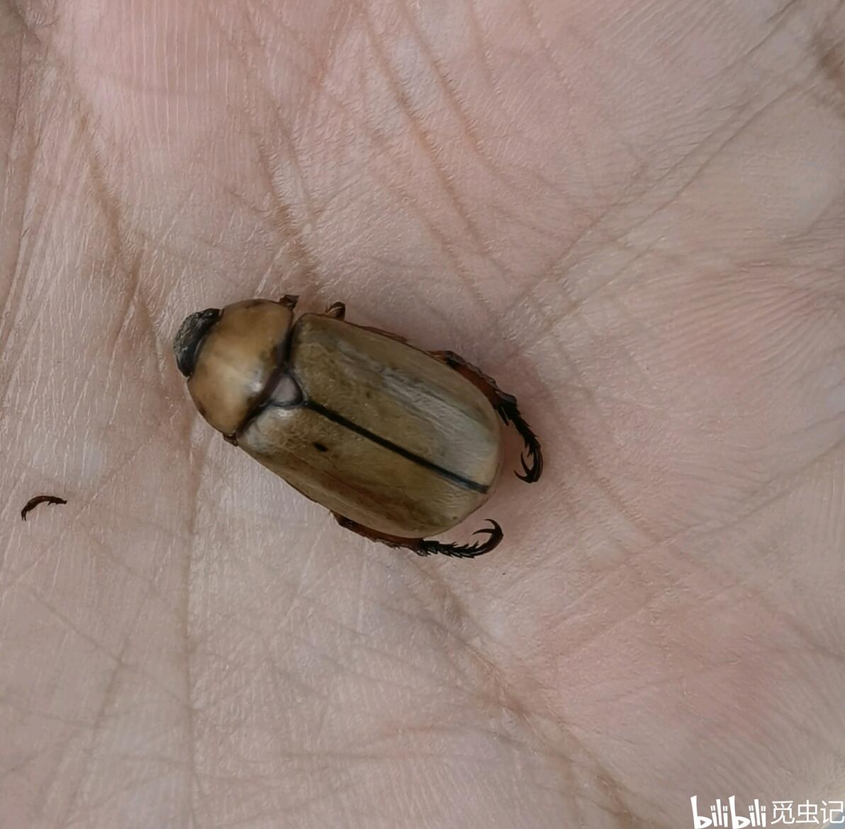 昆明市金龟总科Scarabaeoidea记录2.0 - 哔哩哔哩