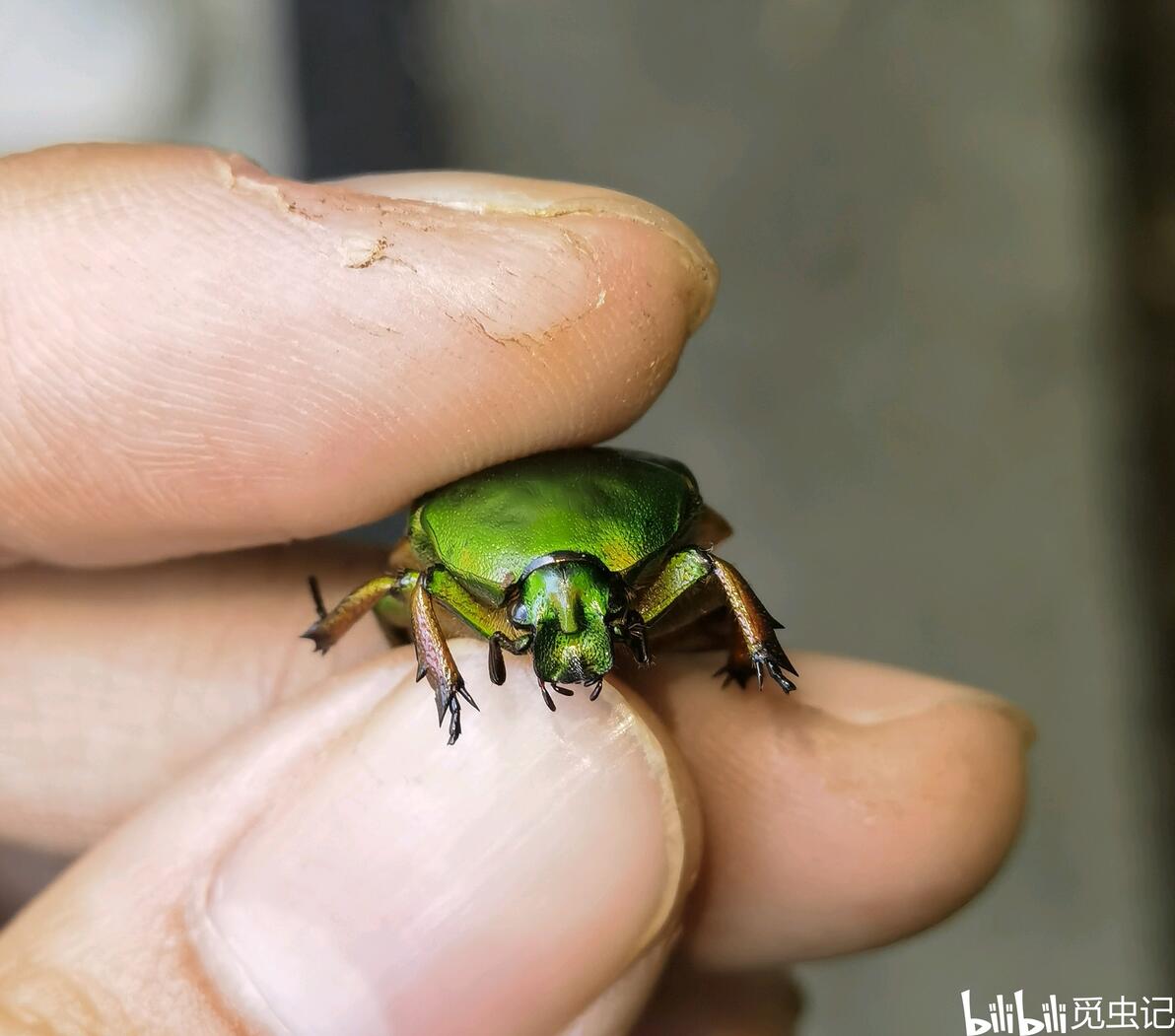 昆明市金龟总科Scarabaeoidea记录2.0 - 哔哩哔哩