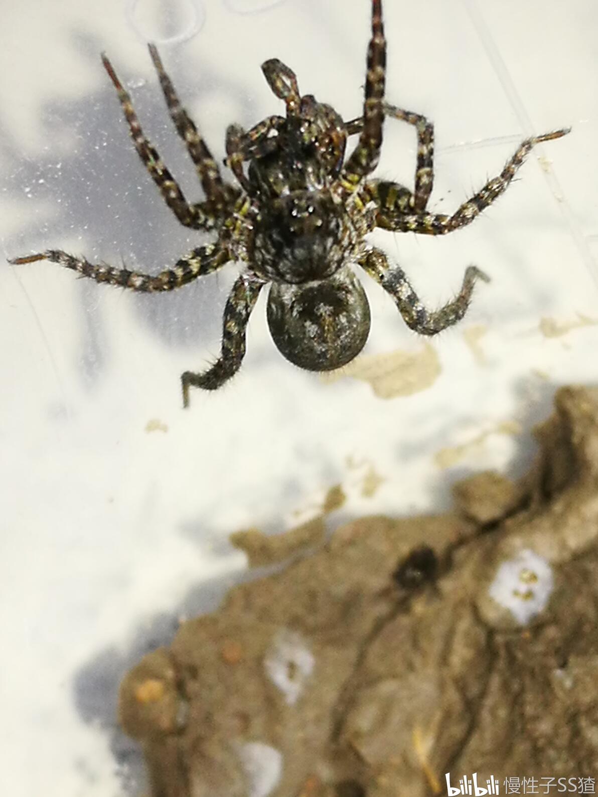 东北蜘蛛科普—冠以野狼之名—狼蛛科·中·穴居的野狼—part1 基本信息篇 - 哔哩哔哩