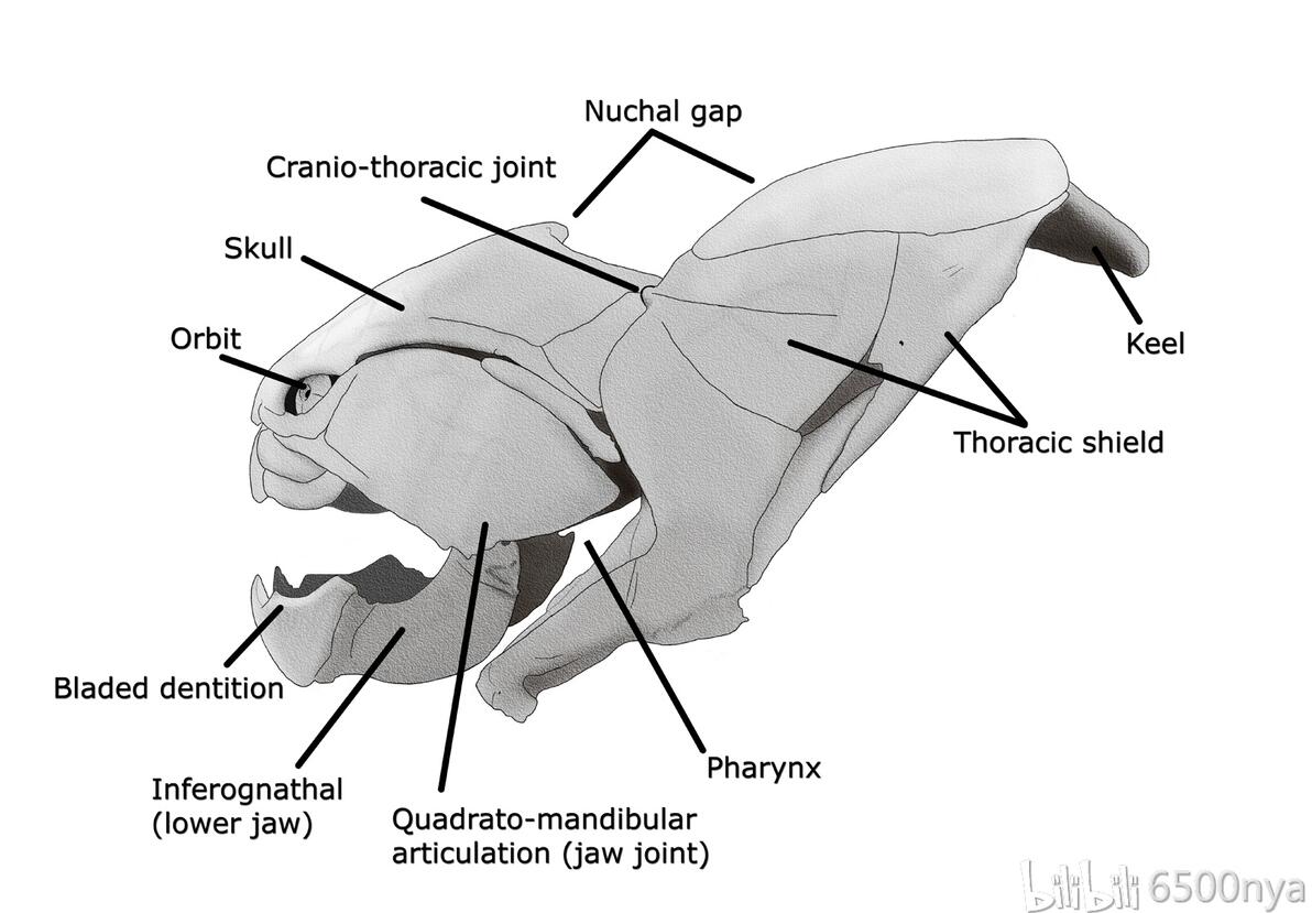 【歷代地球生物滅絕事件】-10 德文紀【末期】滅絕事件(375~360 Mya) - 哔哩哔哩