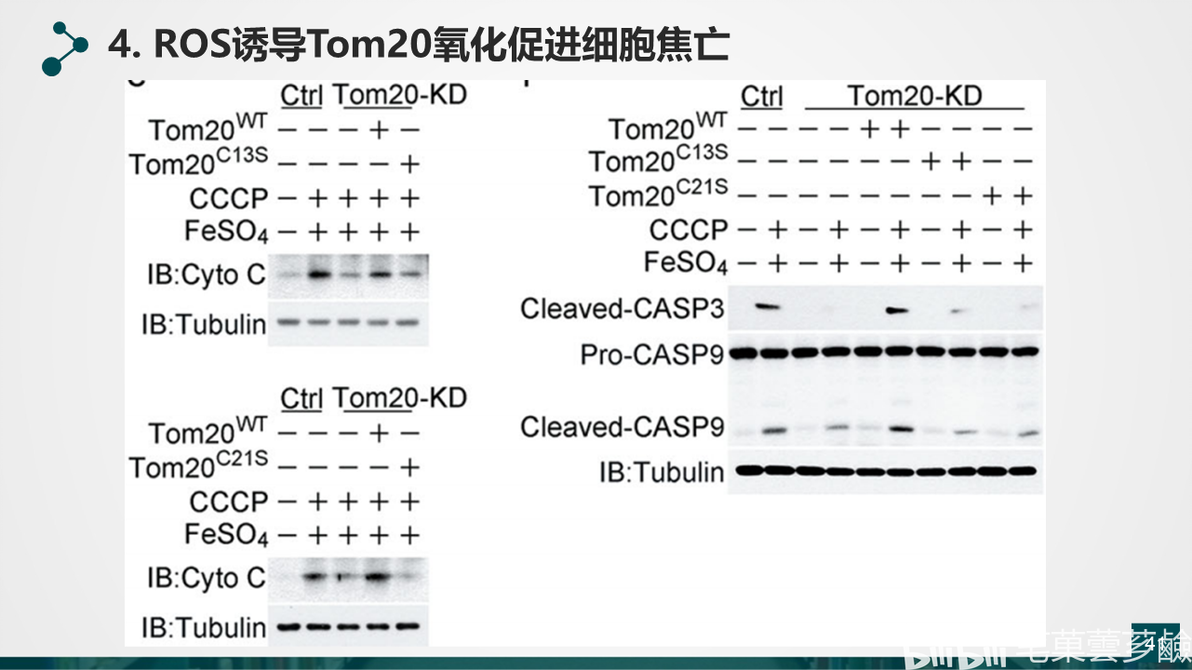 Tom20感知铁激活的ROS信号转导促进黑色素瘤细胞焦亡--- ---焦亡文献学习① - 哔哩哔哩