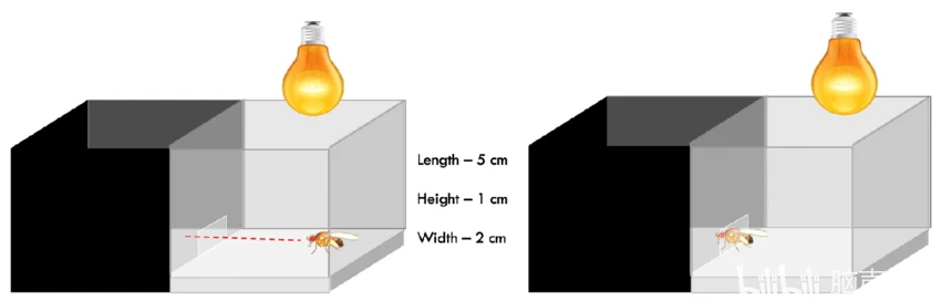 脑声常谈：动物焦虑抑郁行为篇---大小鼠黑白箱/明暗箱测试总结 - 哔哩哔哩