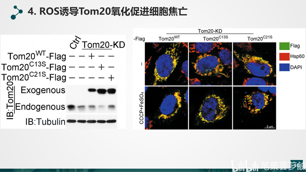 Tom20感知铁激活的ROS信号转导促进黑色素瘤细胞焦亡--- ---焦亡文献学习① - 哔哩哔哩
