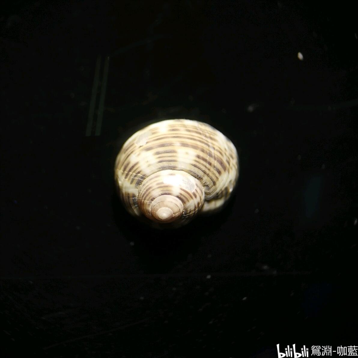 黄海软体动物系列4（大量标本） - 哔哩哔哩