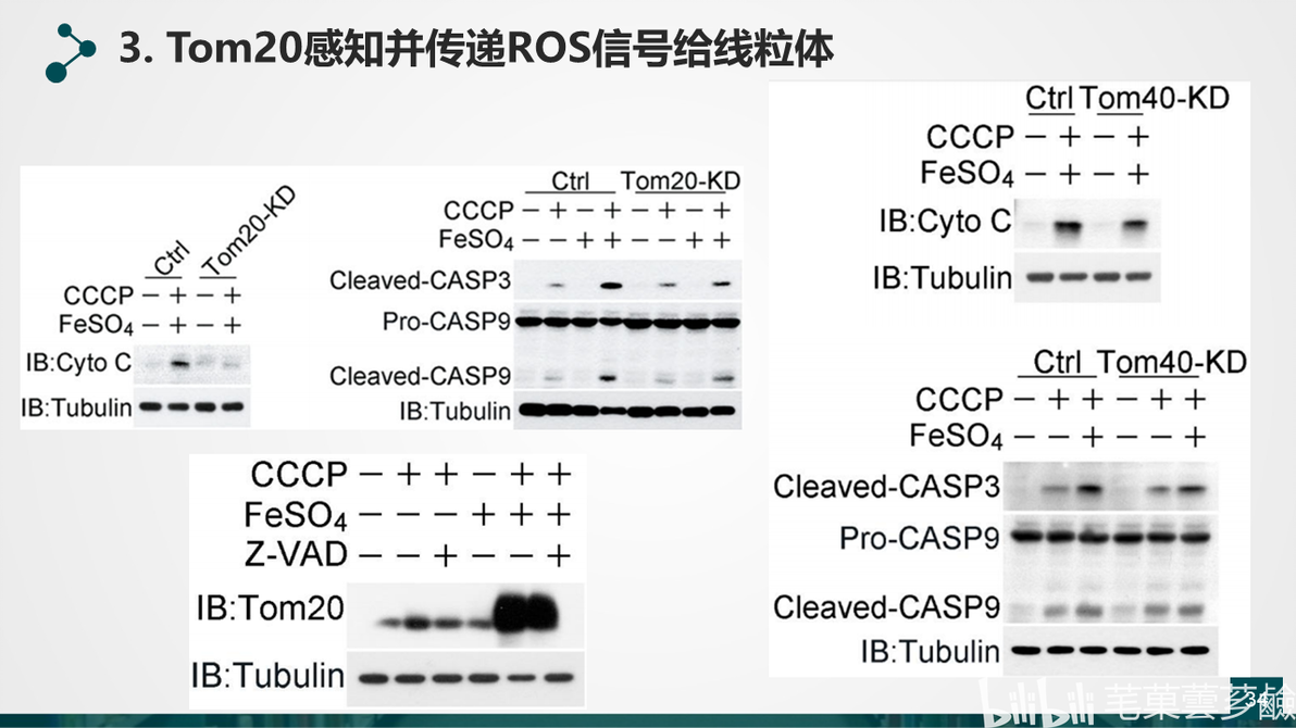 Tom20感知铁激活的ROS信号转导促进黑色素瘤细胞焦亡--- ---焦亡文献学习① - 哔哩哔哩