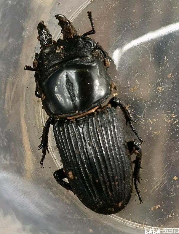 昆明市金龟总科Scarabaeoidea记录2.0 - 哔哩哔哩