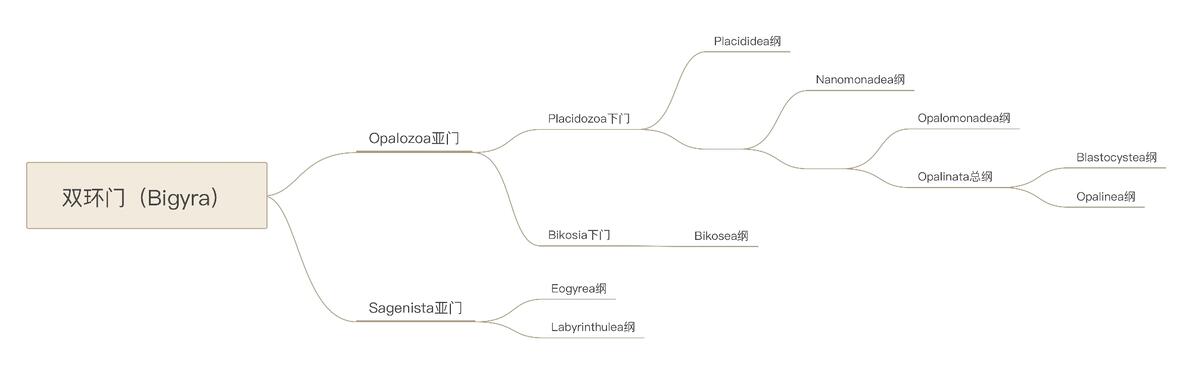 色藻界E02：双环门（Bigyra）和卵菌门（Oomycota） - 哔哩哔哩