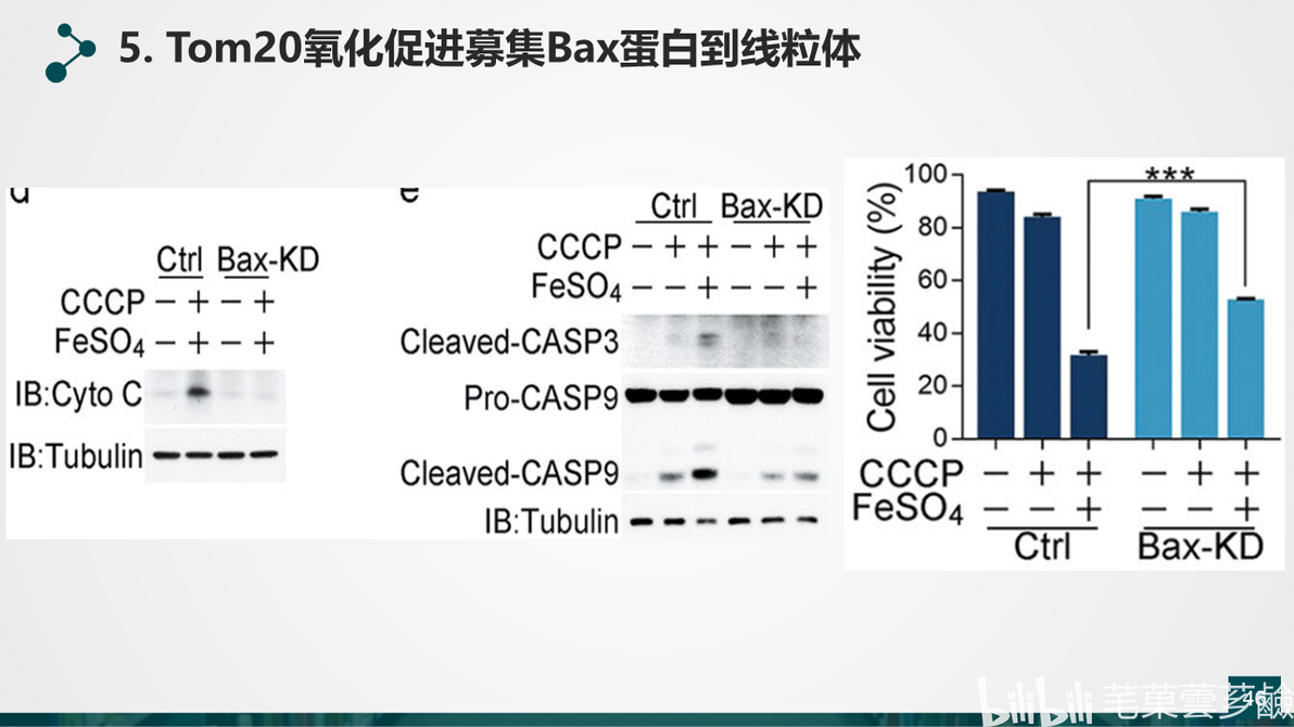 Tom20感知铁激活的ROS信号转导促进黑色素瘤细胞焦亡--- ---焦亡文献学习① - 哔哩哔哩