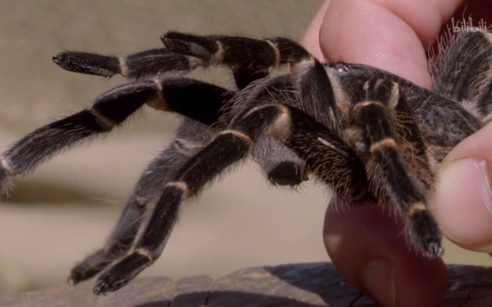 疼痛之王（僅限港澳台地區）第2集-纪录片-全集-高清正版在线观看-bilibili-哔哩哔哩