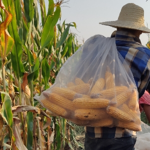 DNDC快速上手及批量模拟课程_哔哩哔哩_bilibili