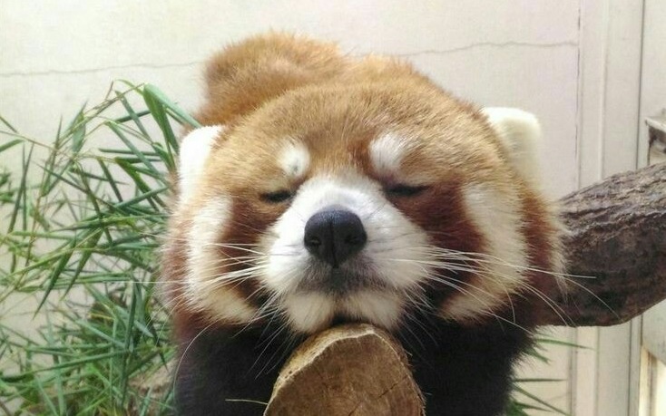 「名誉｜黑胶唱片试听」 Delicate - Taylor Swift 泰勒·斯威夫特-rrrbean-songs-哔哩哔哩视频