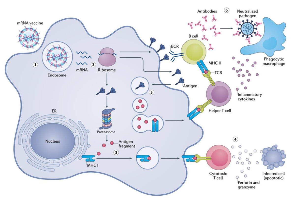 mRNA-LNP配方优化新突破：中新康明推动ALC-0315/SM-102商业化 - 哔哩哔哩