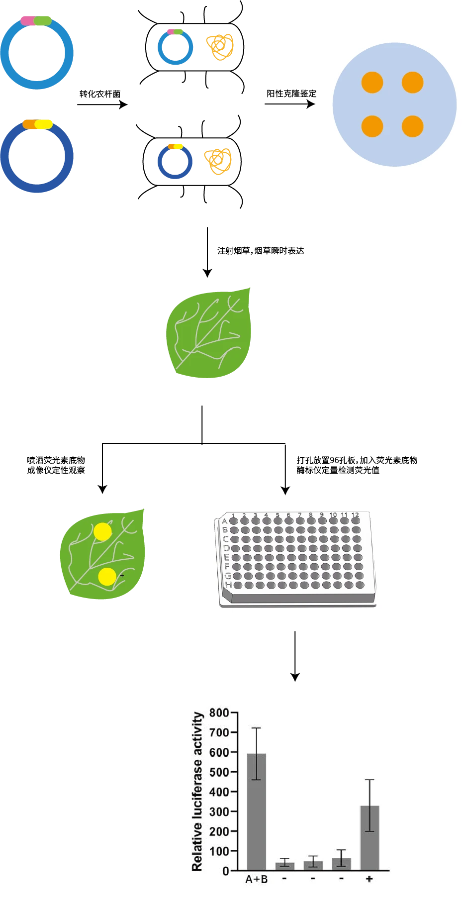 荧光系列技术对比：BiFC、LCA与DLR技术全解析 - 哔哩哔哩