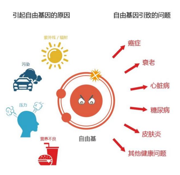 维E靠边站！自由基理论权威Barry Halliwell教授亲荐蘑菇抗衰健脑 - 哔哩哔哩