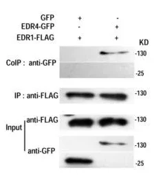 Co-IP、GST pull-down如何区分？实验结果图该如何解读？ - 哔哩哔哩