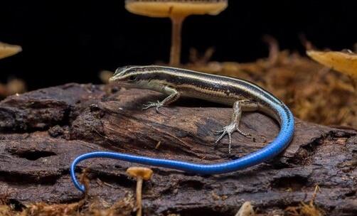 石龙子科Scincidae属级中文名整理（上） - 哔哩哔哩