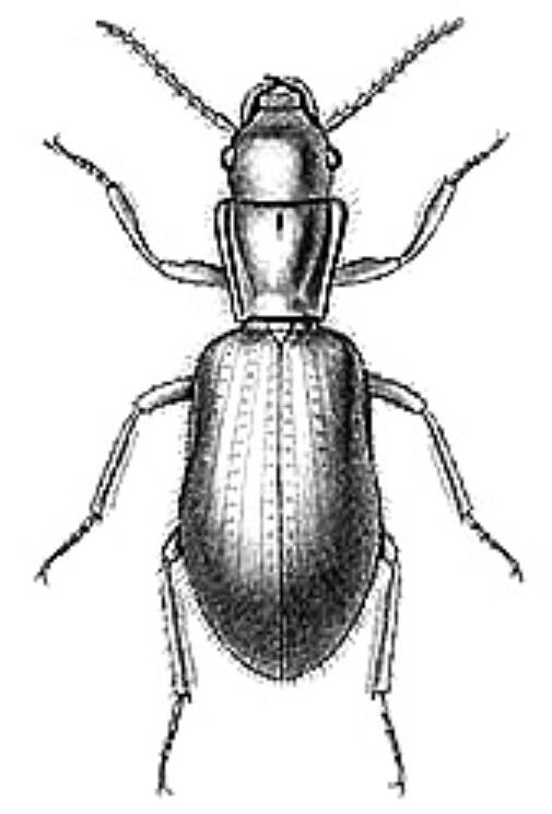 虫趣杂谈：步甲的亚科 - 哔哩哔哩