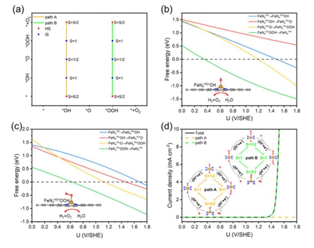 ACS Catalysis：Fe–N–C催化OER/ORR中自旋态演化的影响 - 哔哩哔哩