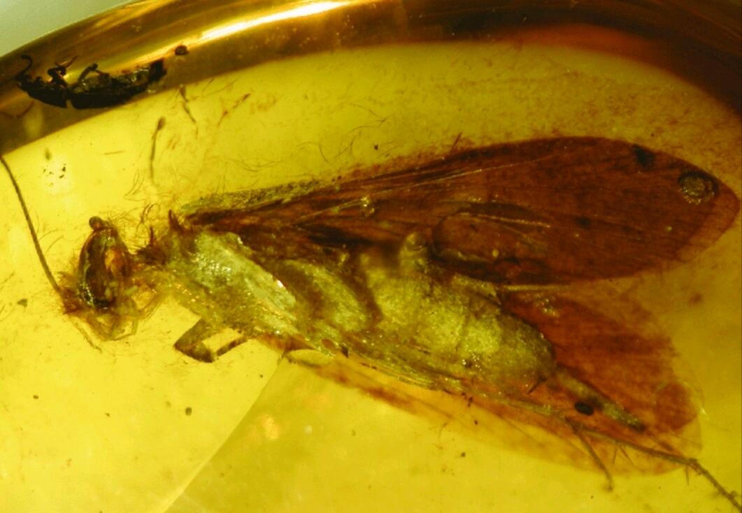 鳞翅目名录(1)--Basal Lepidopterians - 哔哩哔哩