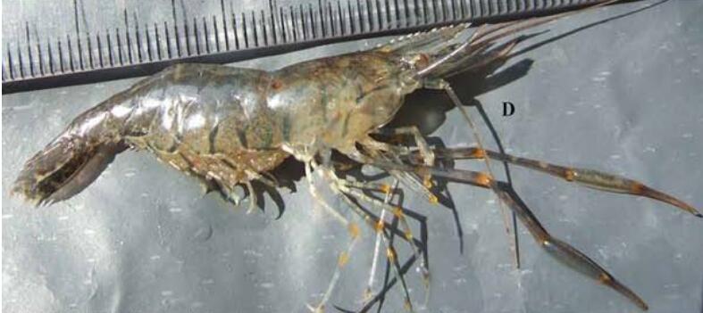 3种极易混淆的沼虾的分类和识别 - 哔哩哔哩