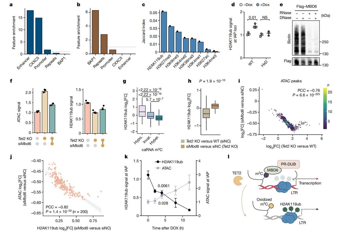 云舟生物助力沃尔夫奖得主何川团队重磅研究，破解TET2突变的致癌之谜！ - 哔哩哔哩