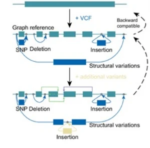 基于图形泛基因组的群体GWAS实操代码《一》：基于vcf文件构建图形泛基因组 - 哔哩哔哩